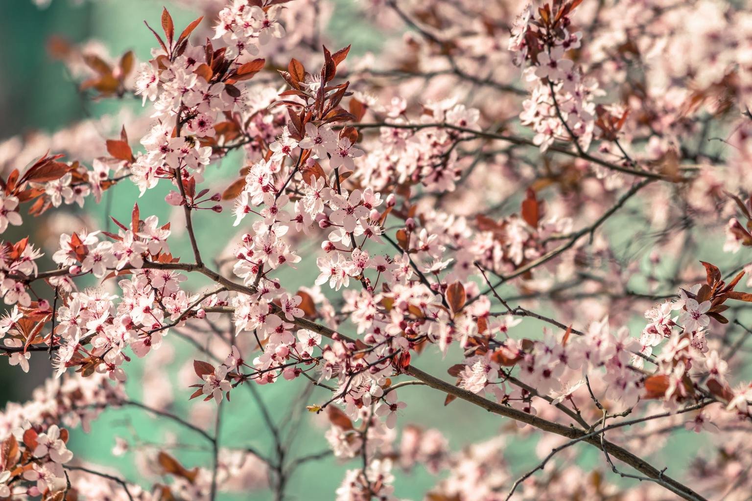 10 Best Places to See Cherry Blossoms on a Spring Weekend Getaway ...